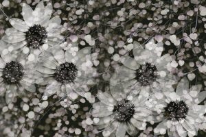 Ciekawa fototapeta z motywem stokrotek - zobacz kolekcję botaniczną